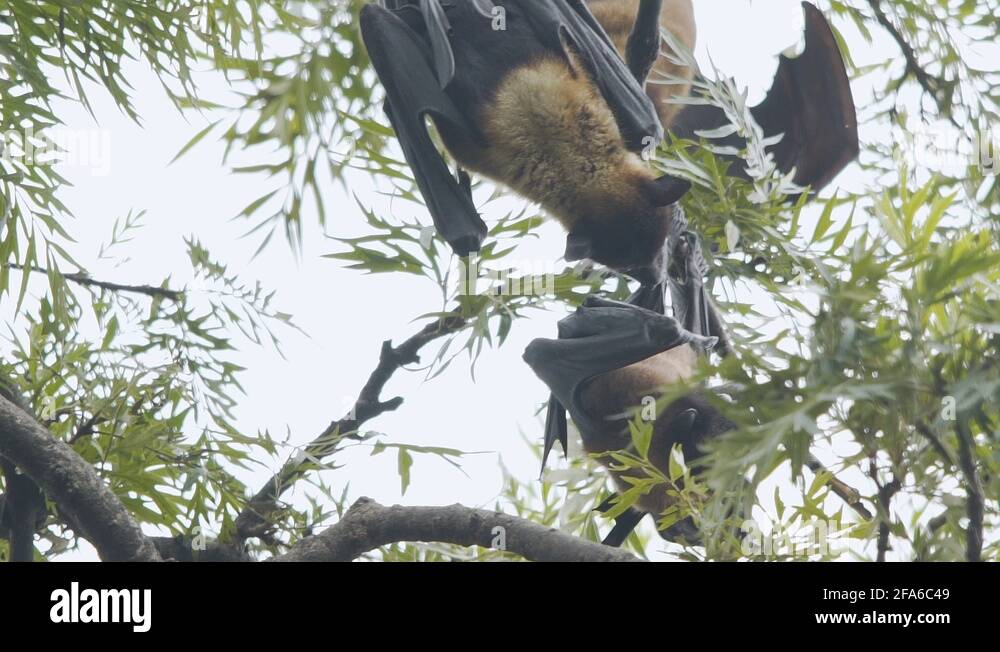 Indian Flying Fox Bats Sniff Bite Squabble and Fight for Territory in ...