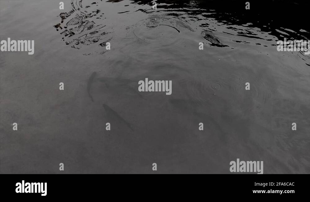 Choked fish Stock Videos & Footage - HD and 4K Video Clips - Alamy