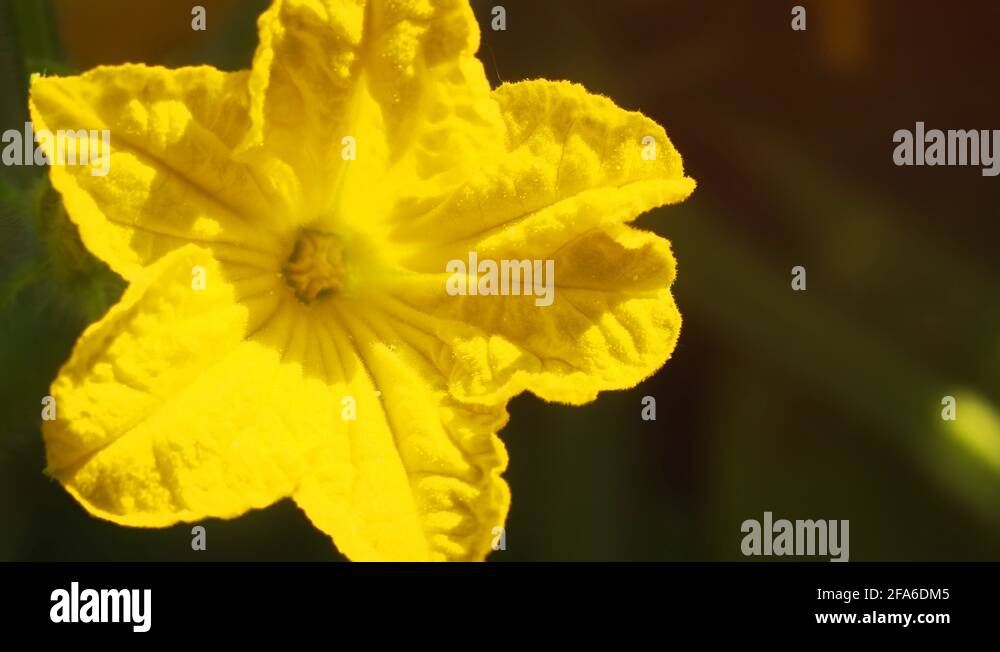 Bossom Stock Videos & Footage - HD and 4K Video Clips - Alamy