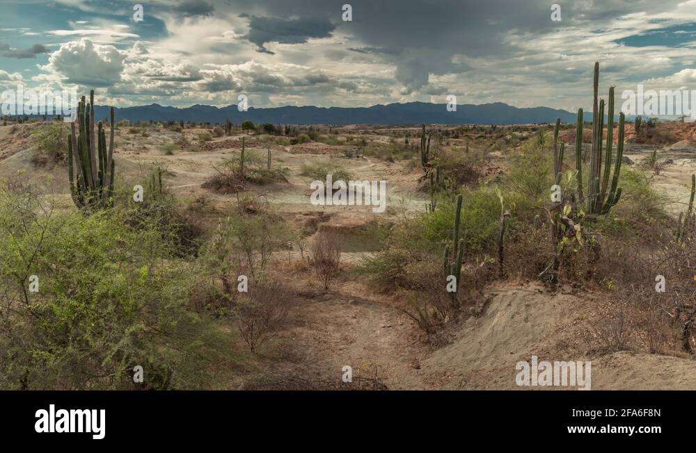 Semi arid forest Stock Videos & Footage - HD and 4K Video Clips - Alamy
