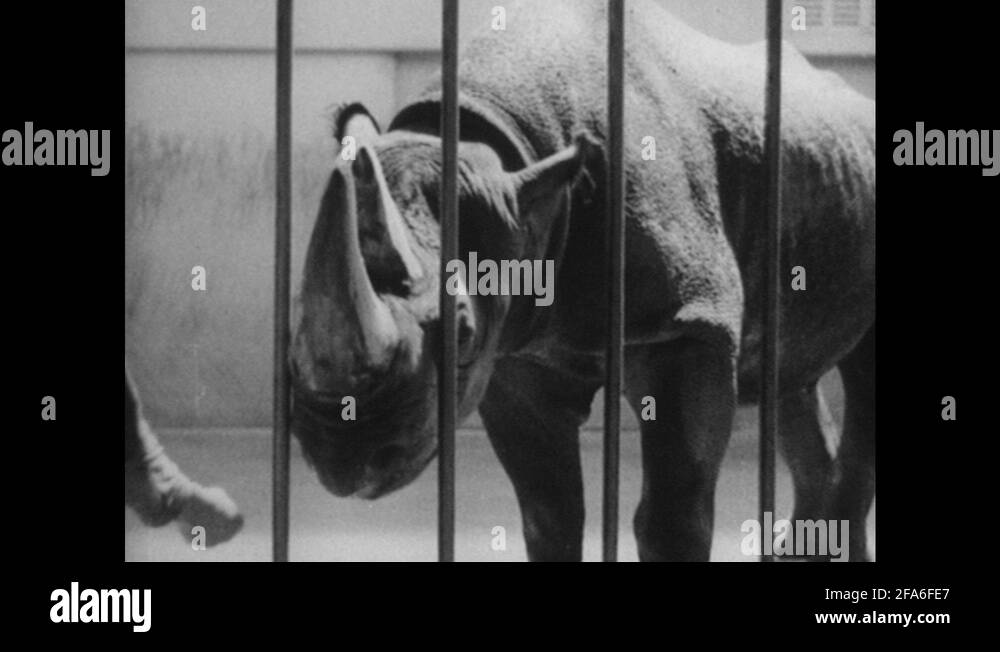 1930s: UNITED STATES: rhino in cage at zoo. Black rhino in zoo. Horns ...
