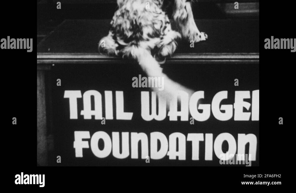 Tail wagger Stock Videos & Footage - HD and 4K Video Clips - Alamy