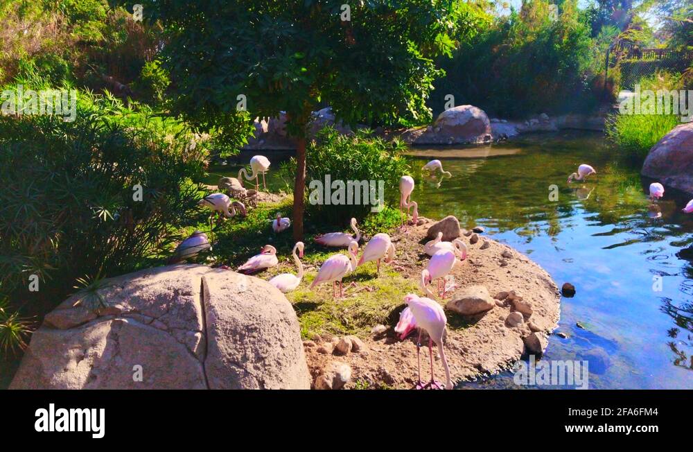 Of habitats Stock Videos & Footage - HD and 4K Video Clips - Alamy