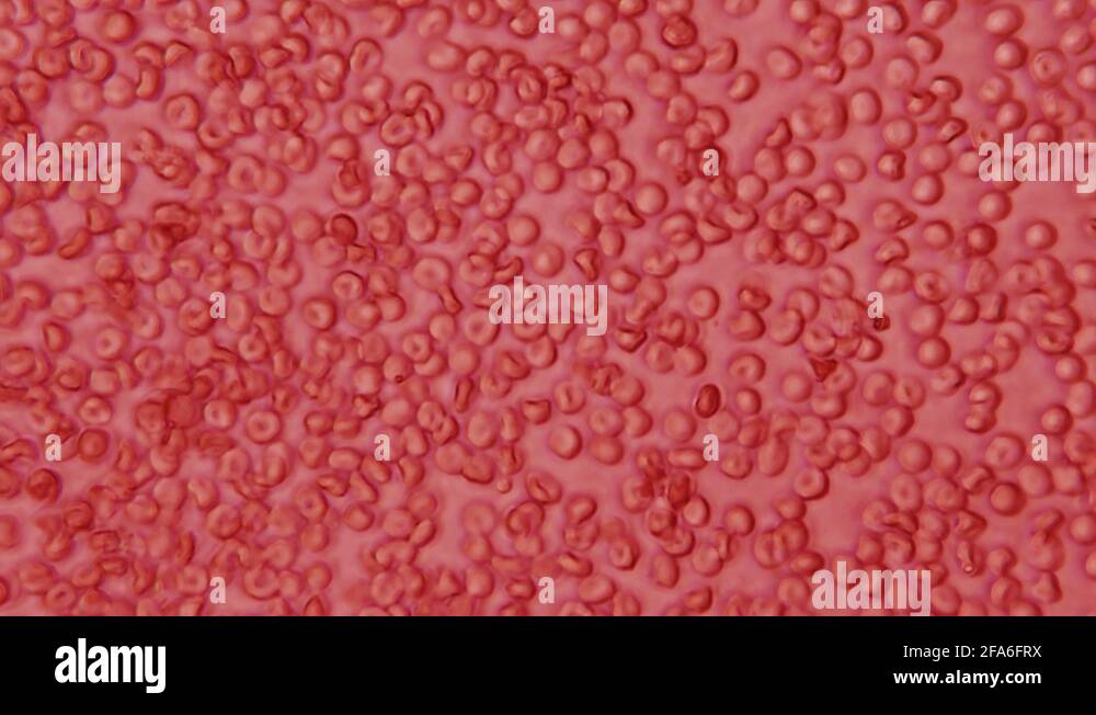 Red blood cells microscope Stock Videos & Footage - HD and 4K Video ...