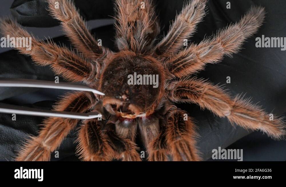 Chitin armor Stock Videos & Footage - HD and 4K Video Clips - Alamy