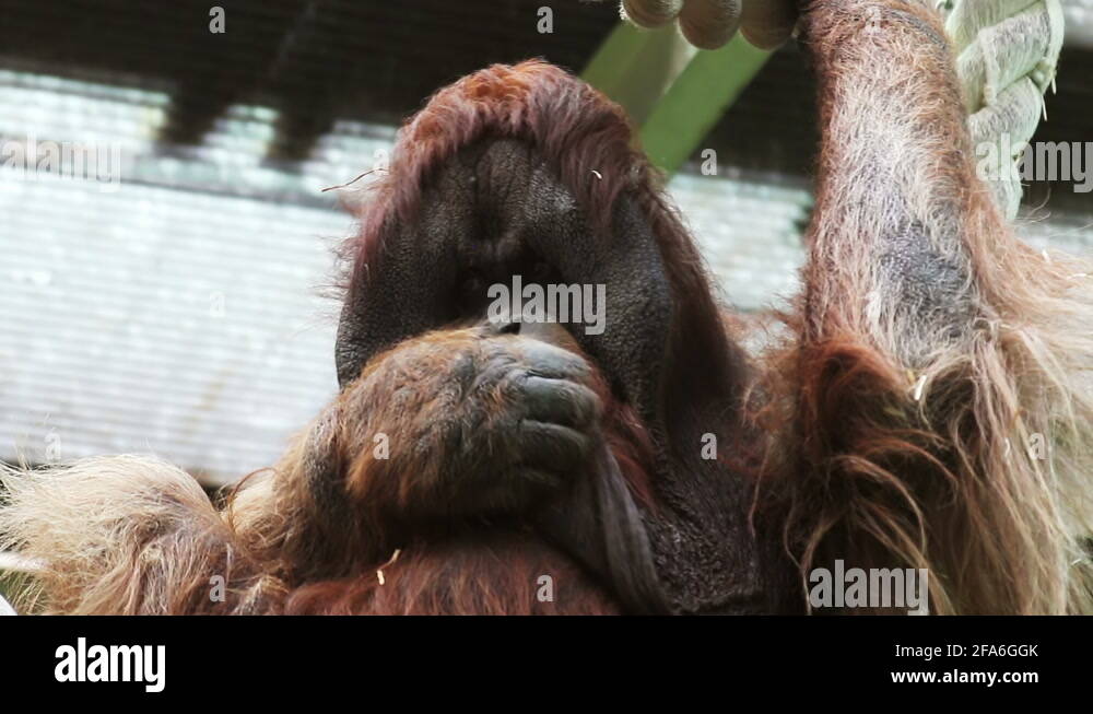 Monkey skin Stock Videos & Footage - HD and 4K Video Clips - Alamy