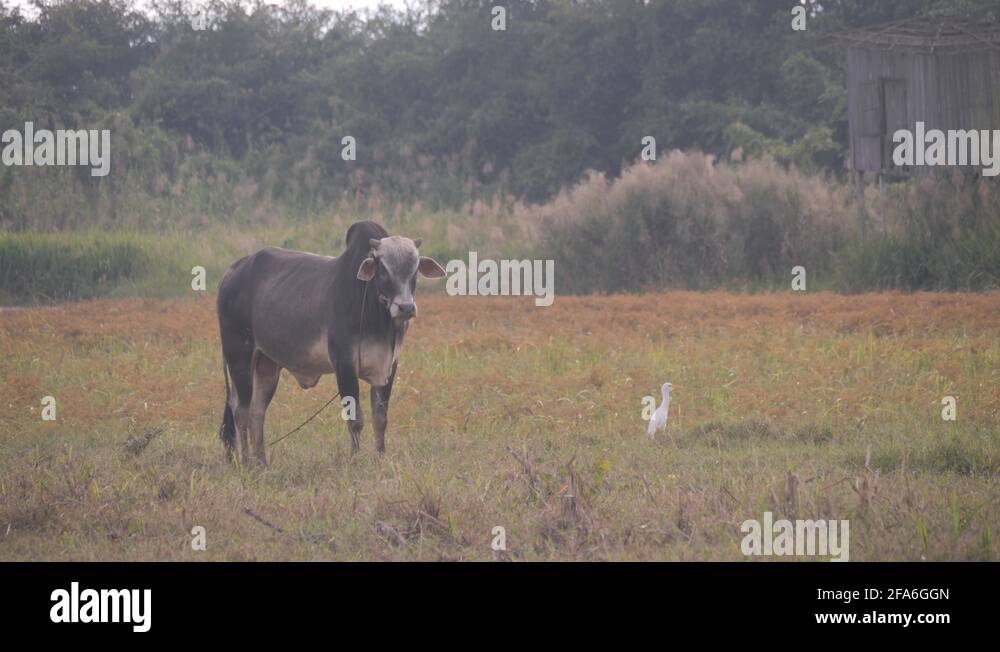 Bull bull bird Stock Videos & Footage - HD and 4K Video Clips - Alamy