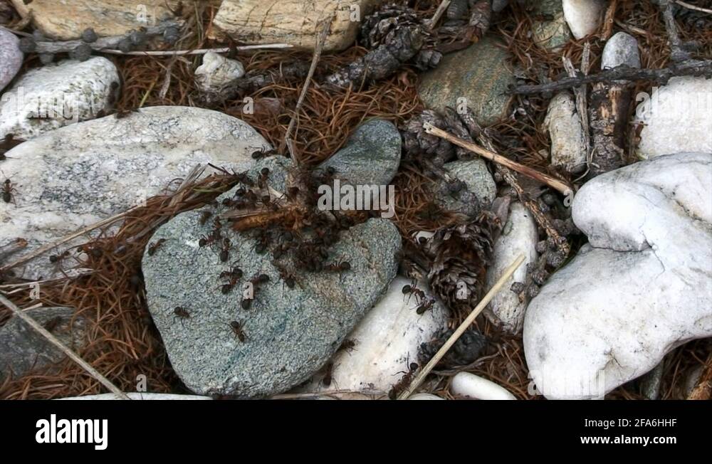 Timber moth Stock Videos & Footage - HD and 4K Video Clips - Alamy