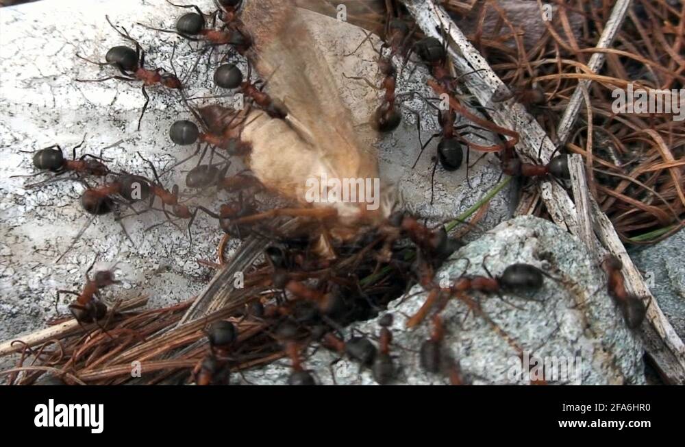 Ginger forest ants Formica rufa captured and killed moth close-up in ...