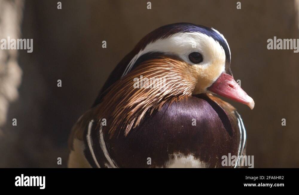 Duck head Stock Videos & Footage - HD and 4K Video Clips - Alamy