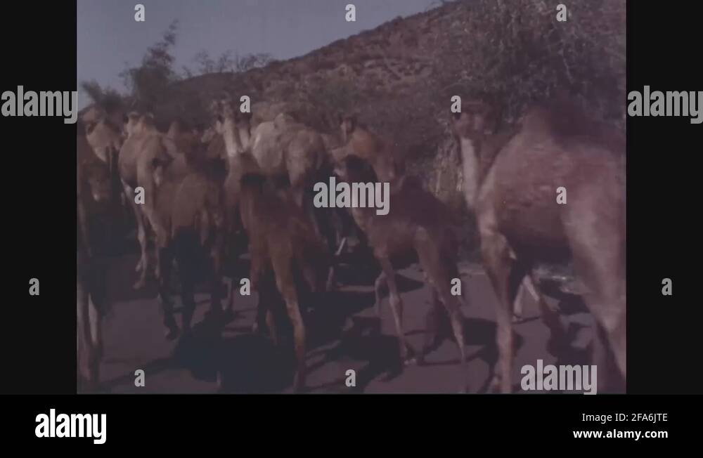 Archival shepherd Stock Videos & Footage - HD and 4K Video Clips - Alamy