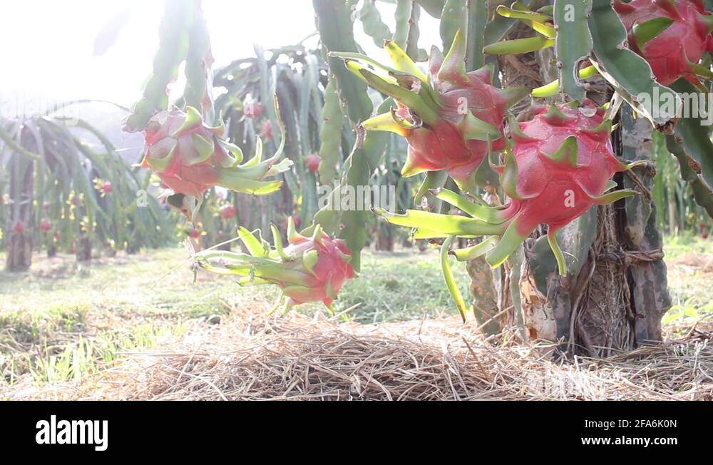 Dragon fruit (pitahaya) farm in vietnam Stock Video Footage - Alamy