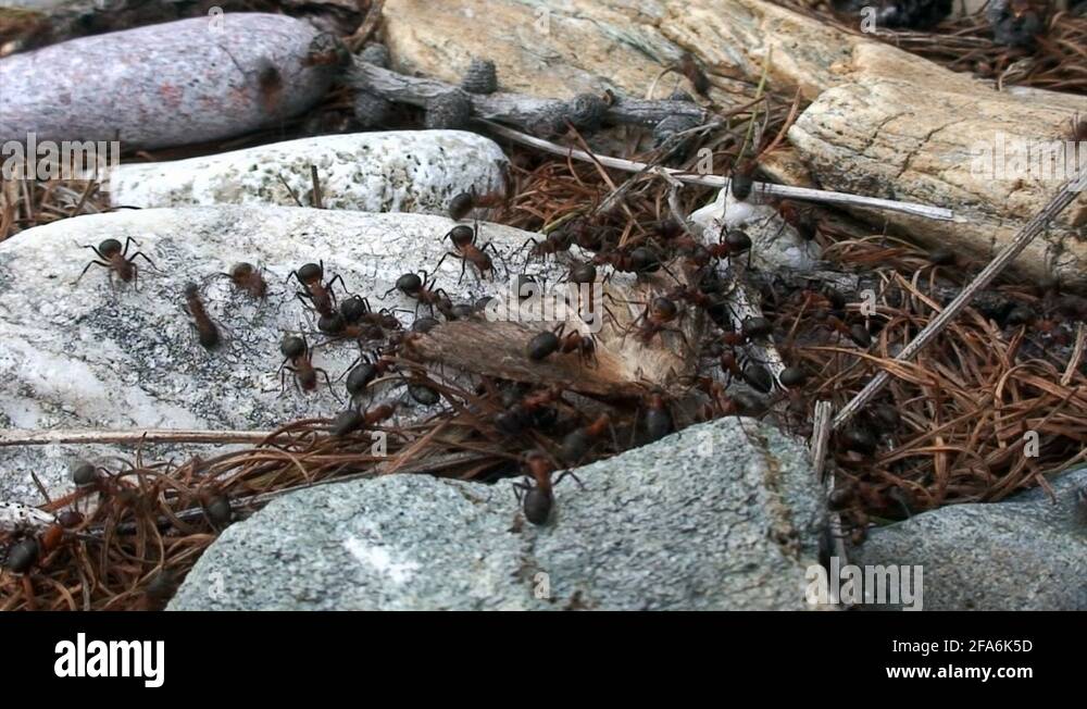 Ginger forest ants Formica rufa captured and killed moth close-up in ...