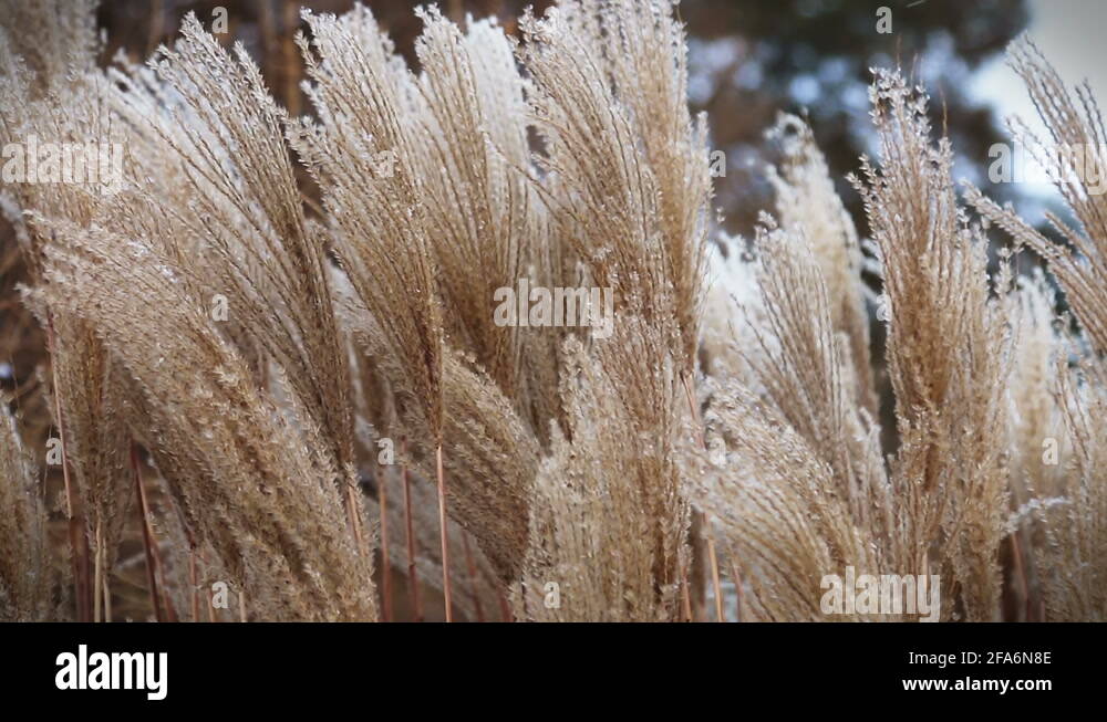 Ornamental grasses in winter Stock Videos & Footage - HD and 4K Video ...