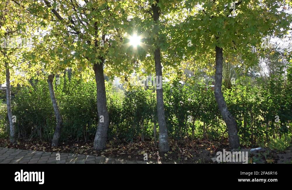 Sunbeam sun beam sun beam Stock Videos & Footage - HD and 4K Video ...