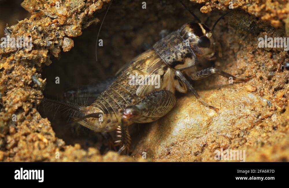 Soil habitat Stock Videos & Footage - HD and 4K Video Clips - Alamy