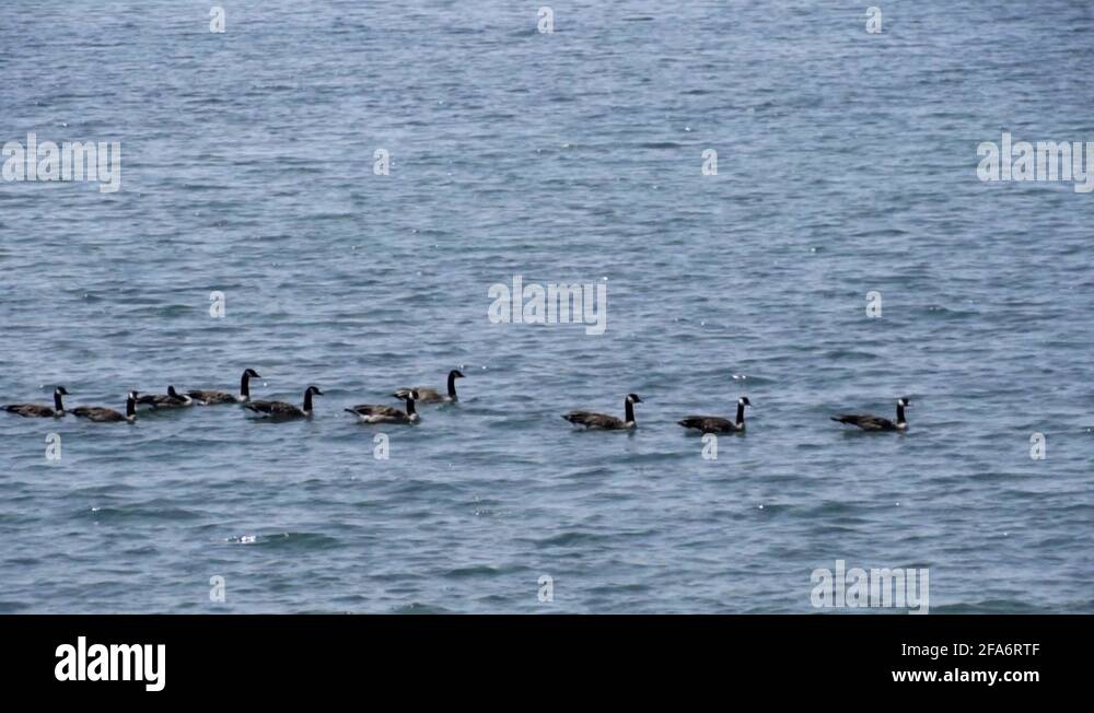 A team of geese Stock Videos & Footage - HD and 4K Video Clips - Alamy