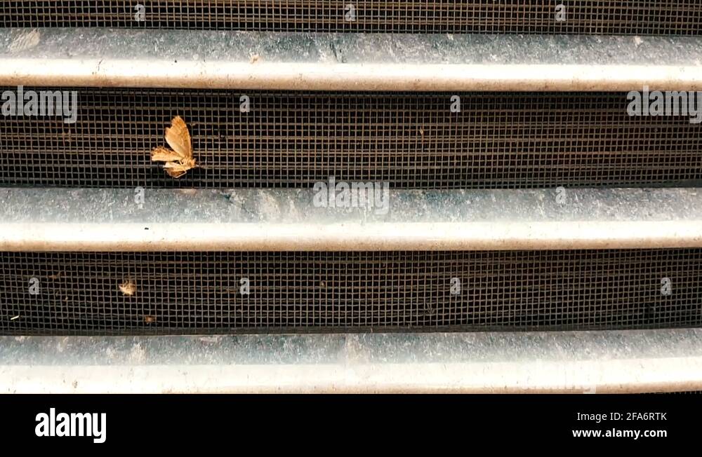 Truck radiator Stock Videos & Footage - HD and 4K Video Clips - Alamy