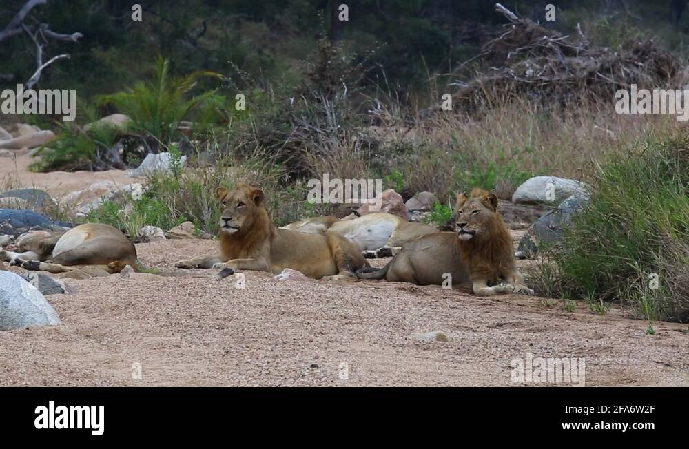 Two Vigilant Male Lions Watching Over Sleeping Females. Protecting ...