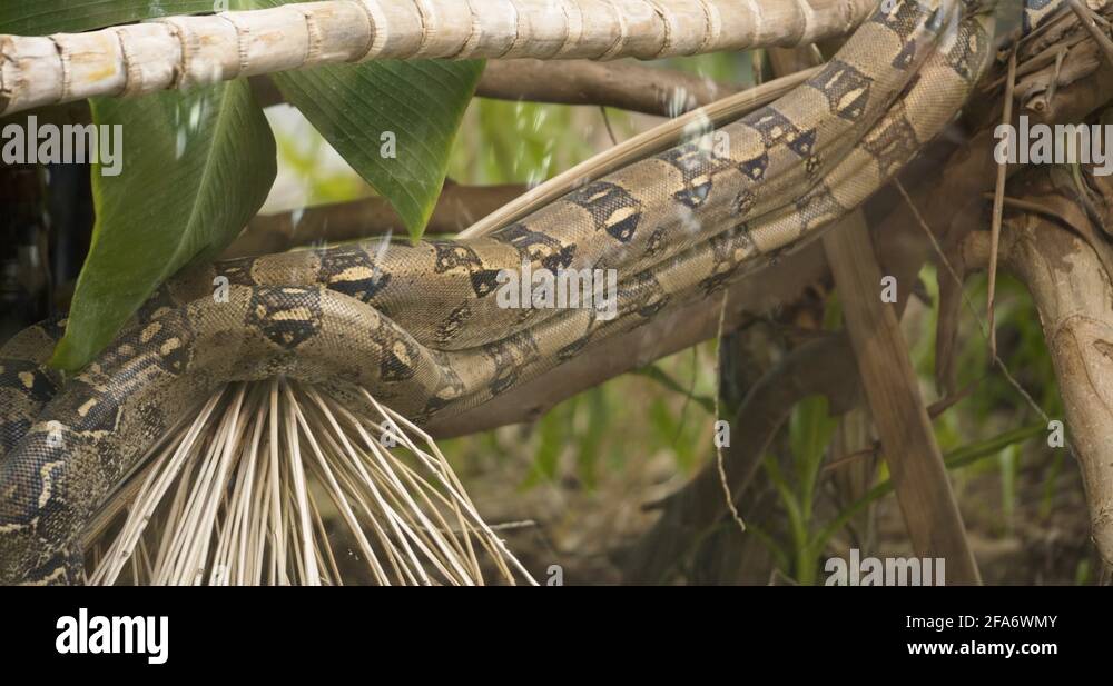 A boa constrictor snake slithering up a tree in its rainforest habitat ...