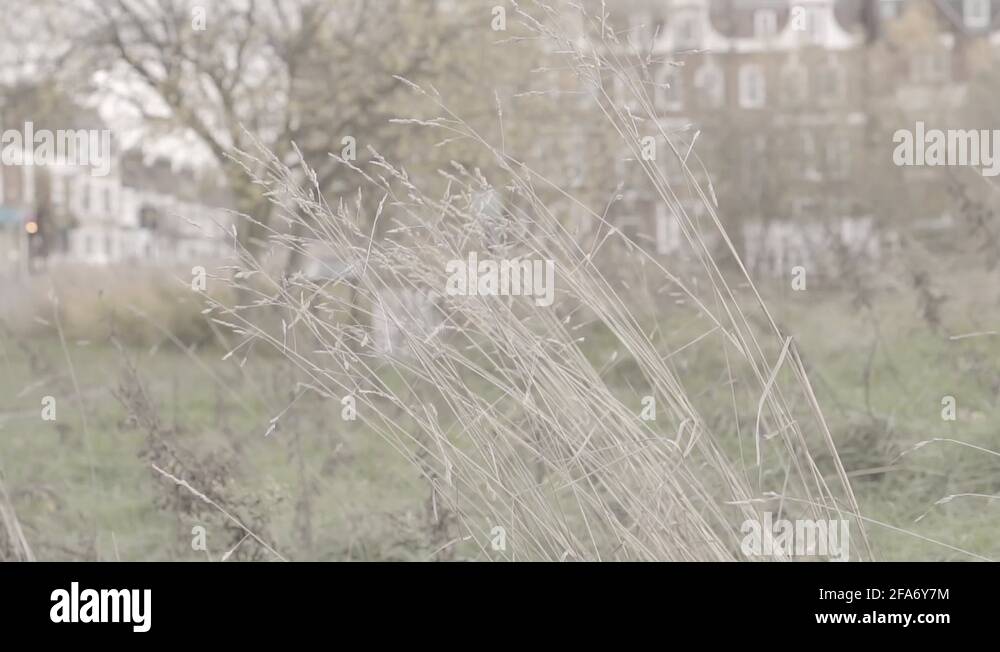 Hay allergy Stock Videos & Footage - HD and 4K Video Clips - Alamy