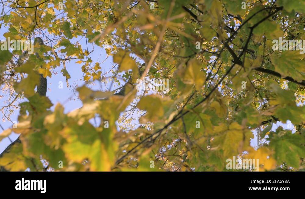 Vibrant color maple leaf tree Stock Videos & Footage - HD and 4K Video ...