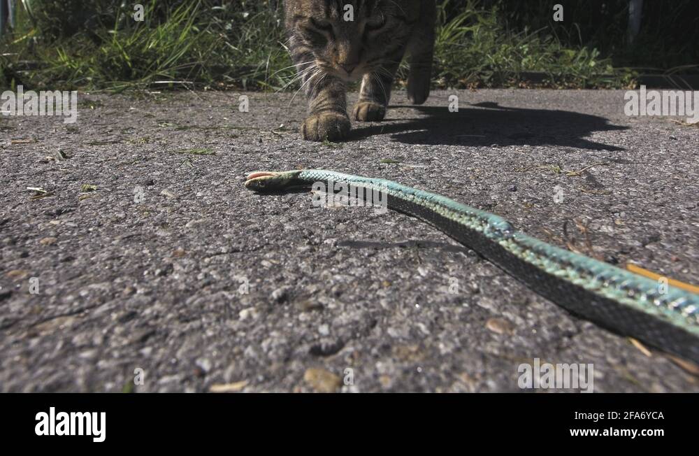 Dying snake Stock Videos & Footage - HD and 4K Video Clips - Alamy