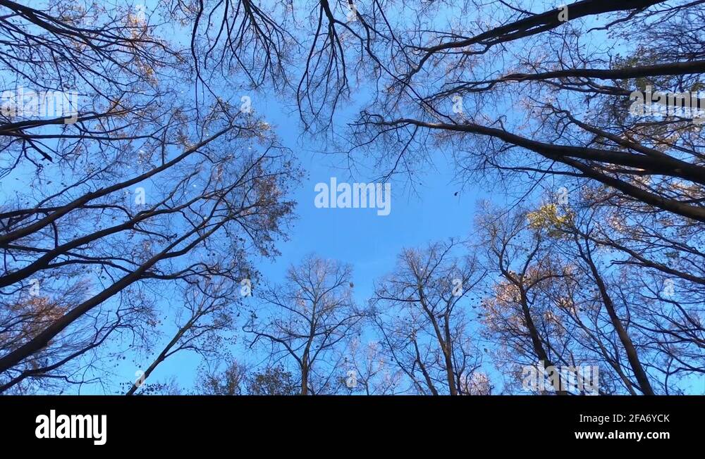 Contrast trees Stock Videos & Footage - HD and 4K Video Clips - Alamy