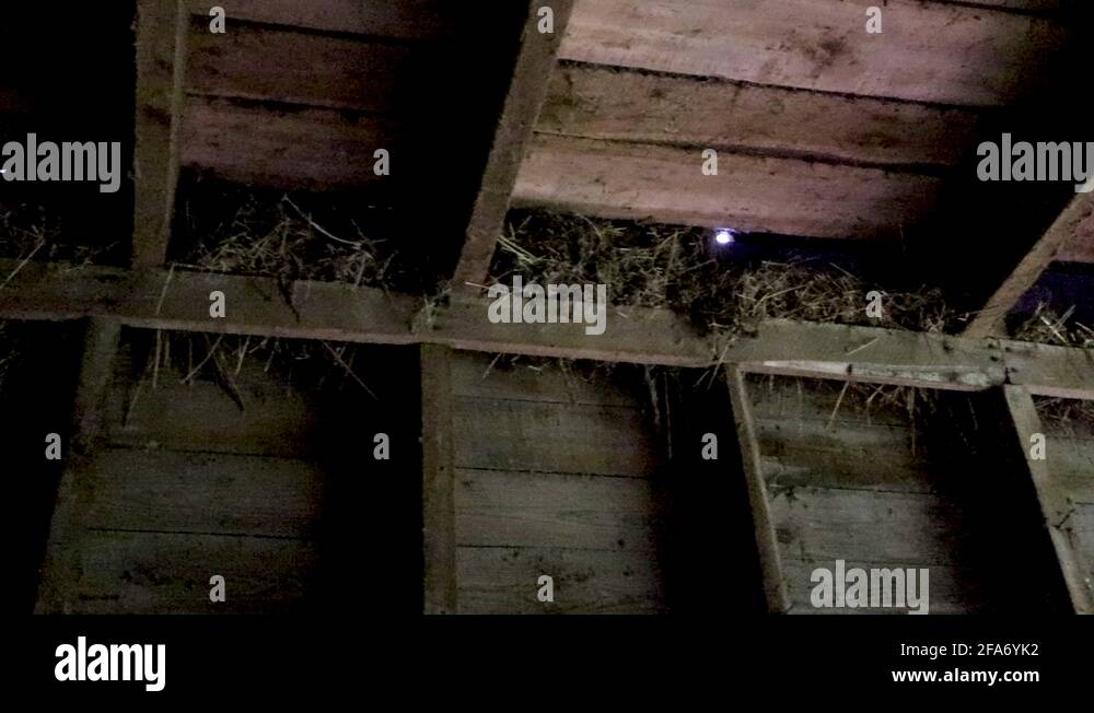 Falling hay Stock Videos & Footage - HD and 4K Video Clips - Alamy