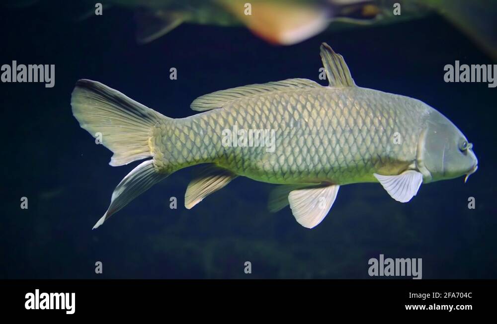 Big carp underwater Stock Videos & Footage - HD and 4K Video Clips - Alamy