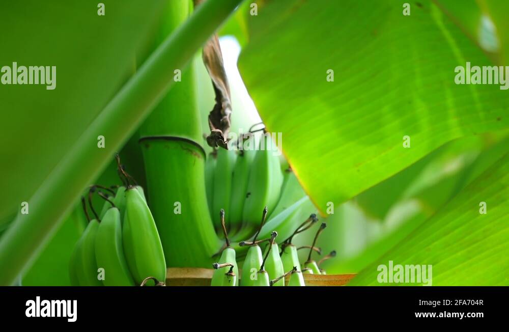 Tropical fruits bananas banana cluster Stock Videos & Footage - HD and ...