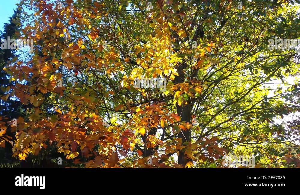 Deciduous autumn trees Stock Videos & Footage - HD and 4K Video Clips ...