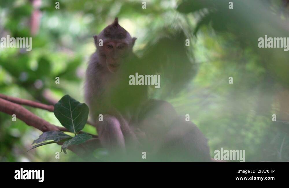 Monkey siblings Stock Videos & Footage - HD and 4K Video Clips - Alamy