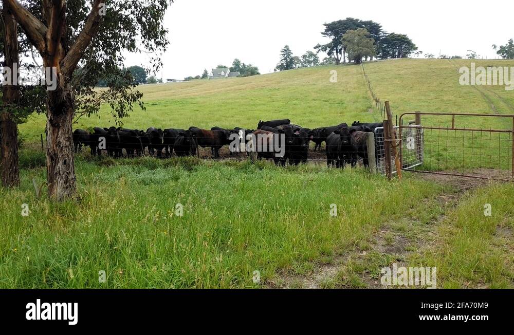 Angus hills Stock Videos & Footage - HD and 4K Video Clips - Alamy