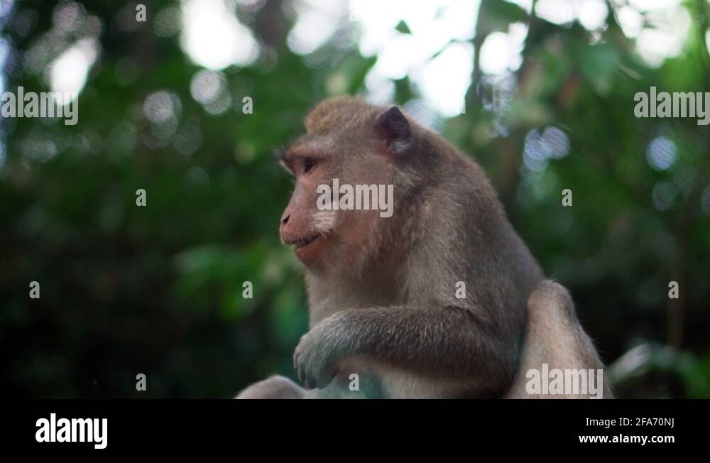 Monkey taste food Stock Videos & Footage - HD and 4K Video Clips - Alamy