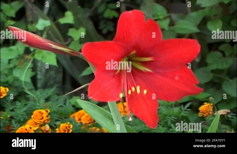 Red indian flower Stock Videos & Footage - HD and 4K Video Clips - Alamy