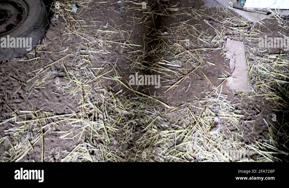 Messy barn Stock Videos & Footage - HD and 4K Video Clips - Alamy