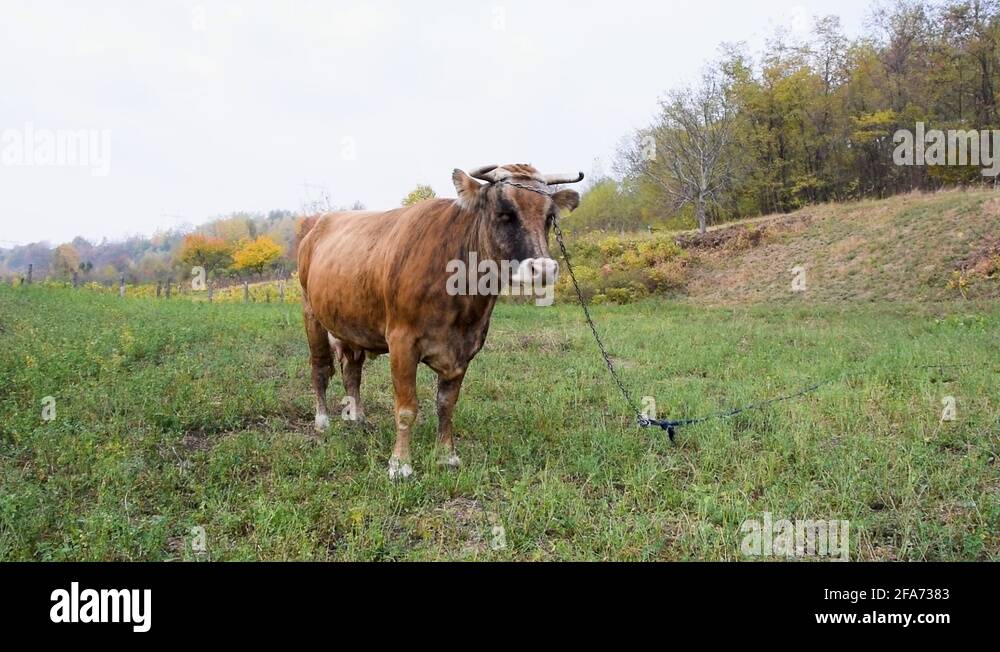 Brow cow Stock Videos & Footage - HD and 4K Video Clips - Alamy