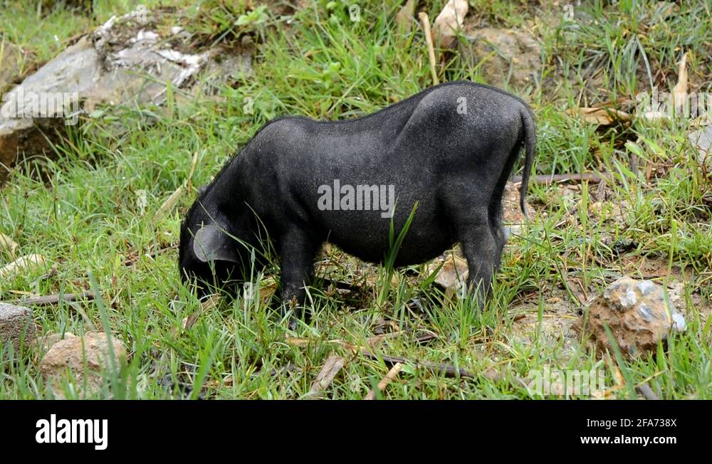 Fat baby pig Stock Videos & Footage - HD and 4K Video Clips - Alamy