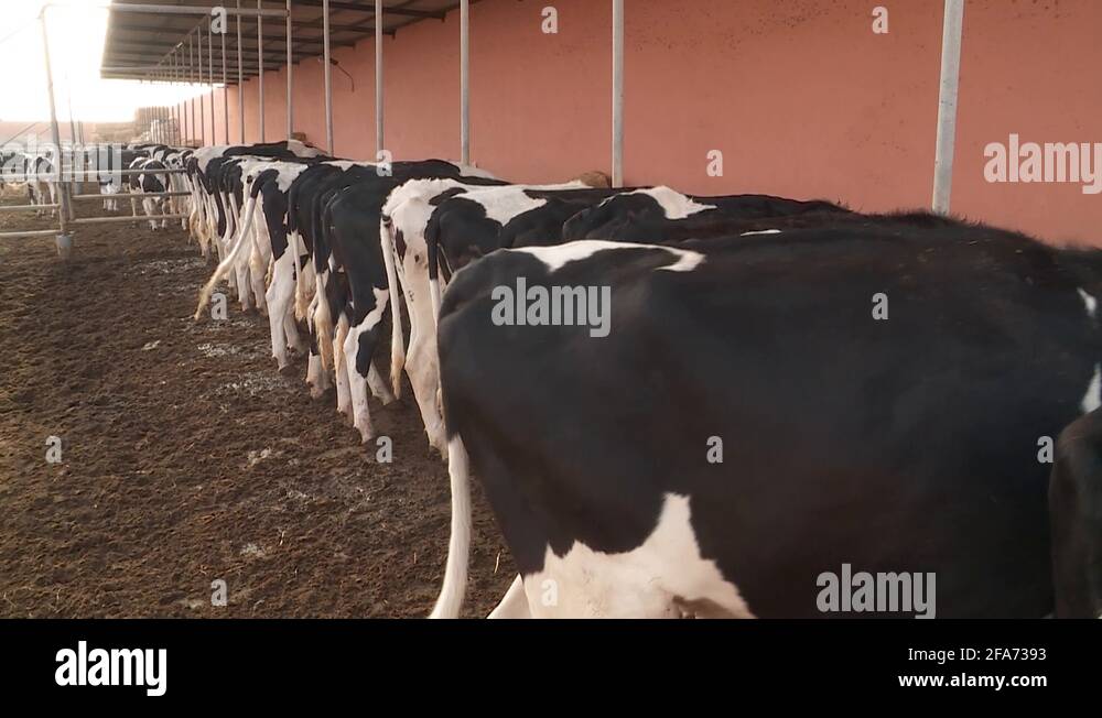 Many Cows in a milk production farm in Morocco. Perspective view Stock ...