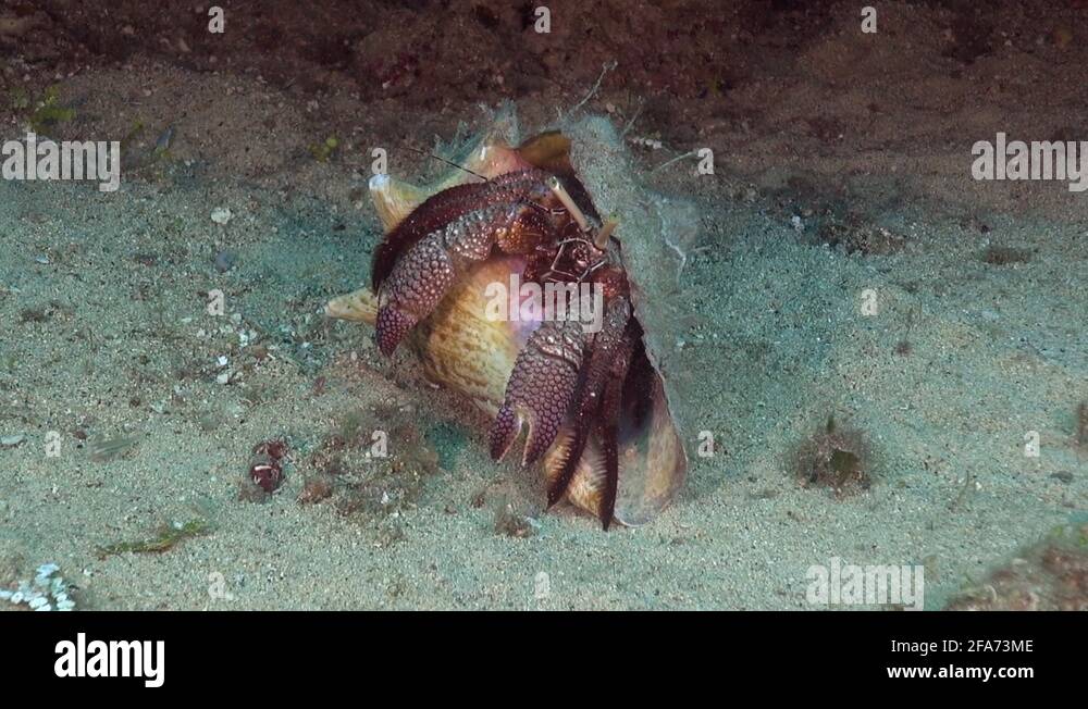 Hermit Crab in Conch shell Stock Video Footage - Alamy