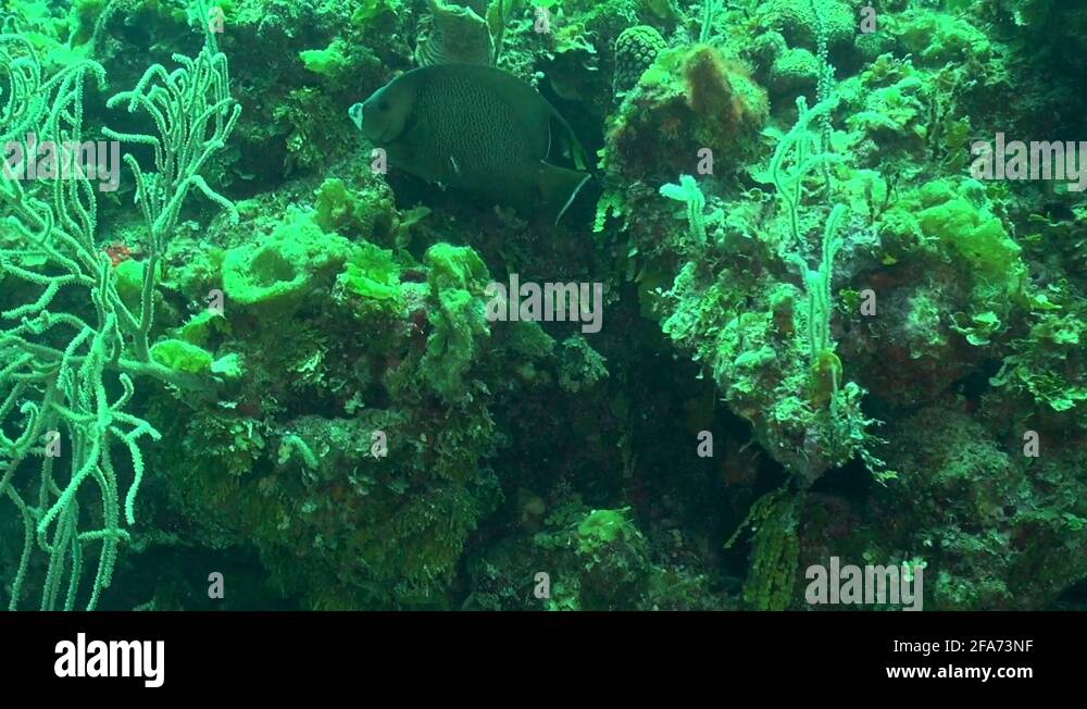 Gray scar Stock Videos & Footage - HD and 4K Video Clips - Alamy