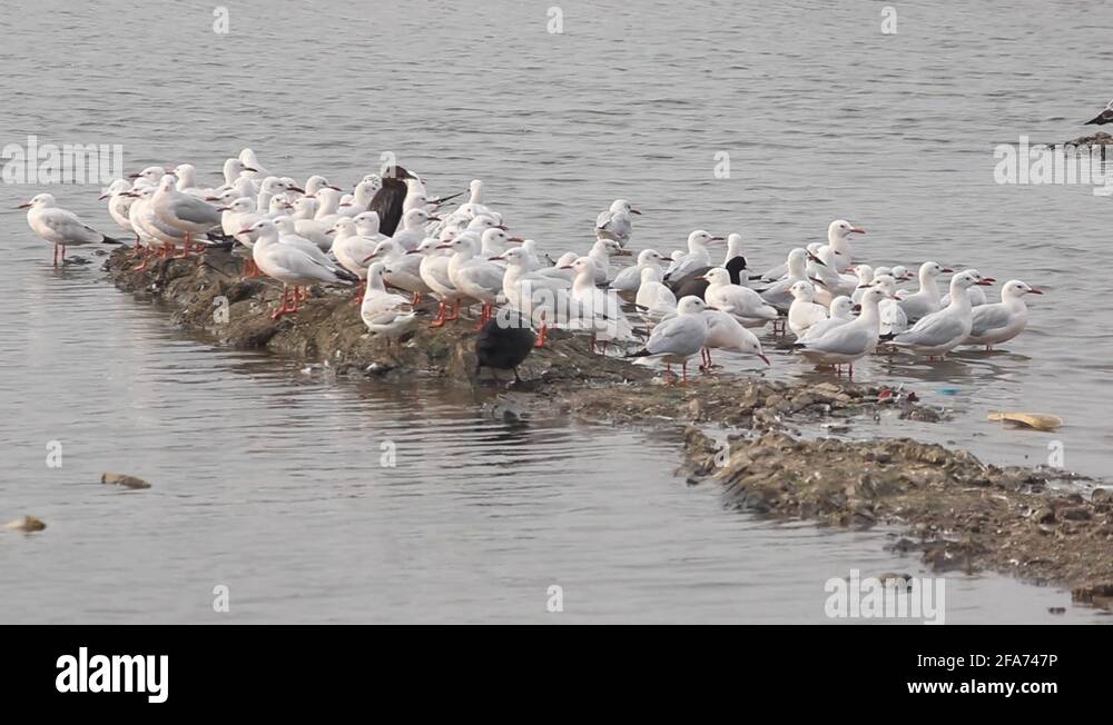 Gull island Stock Videos & Footage - HD and 4K Video Clips - Alamy