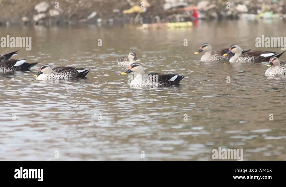 Beautiful adorable spot billed Ducks group in water I Spot billed ducks ...
