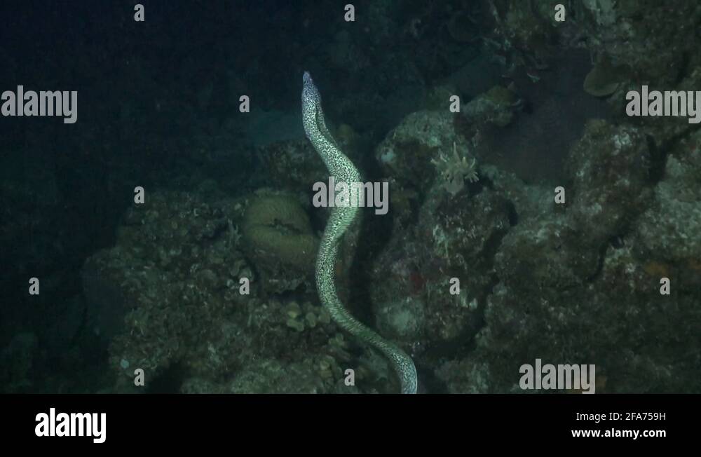 Dark spotted moray Stock Videos & Footage - HD and 4K Video Clips - Alamy