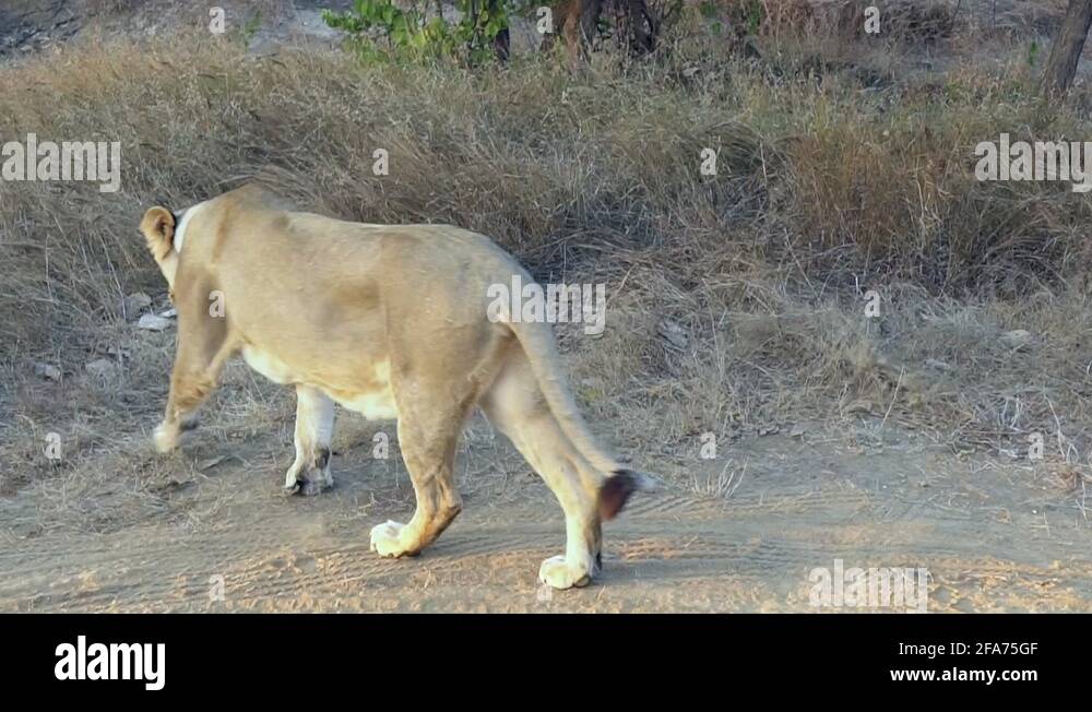 Lionesses in the wild Stock Videos & Footage - HD and 4K Video Clips ...