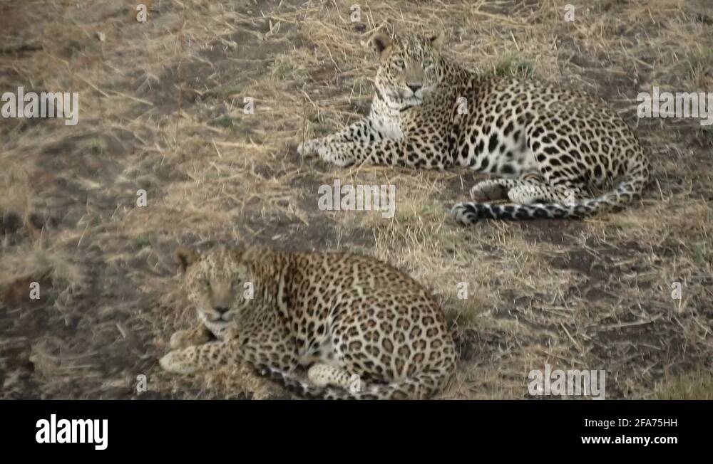 Indian leopard panthera pardus fusca indian Stock Videos & Footage - HD ...