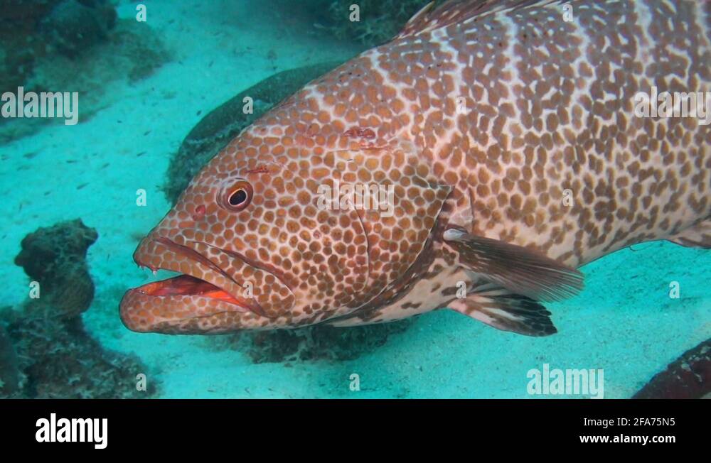 Close up tiger fish Stock Videos & Footage - HD and 4K Video Clips - Alamy