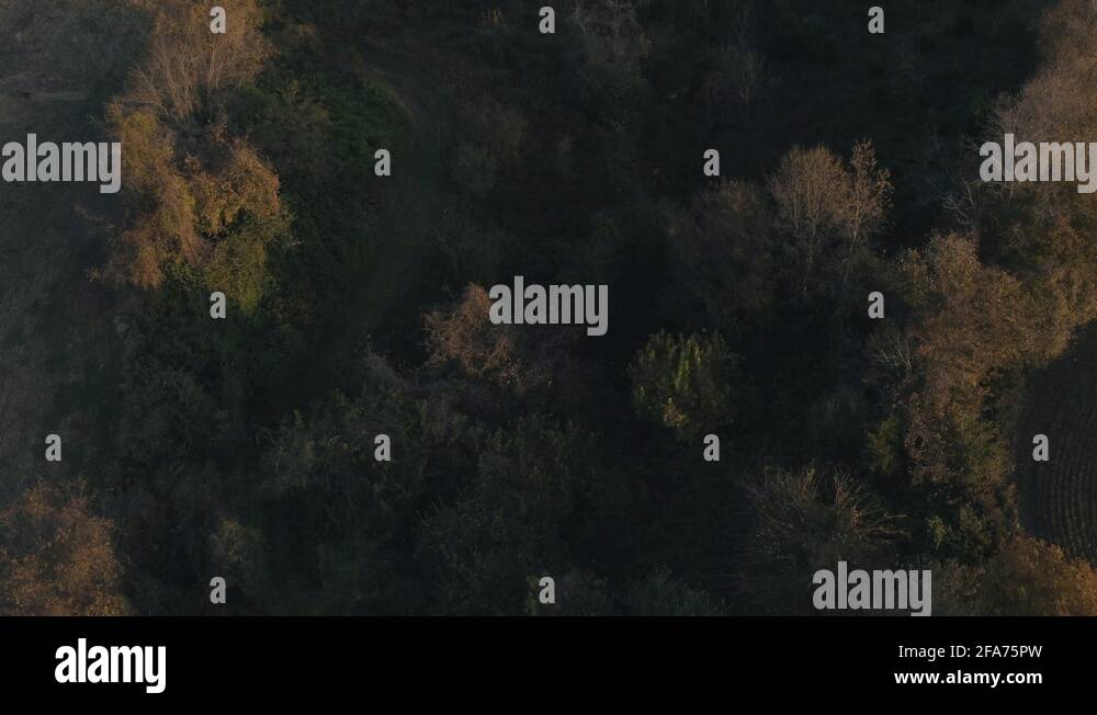 Drone footage of forest Stock Videos & Footage - HD and 4K Video Clips ...