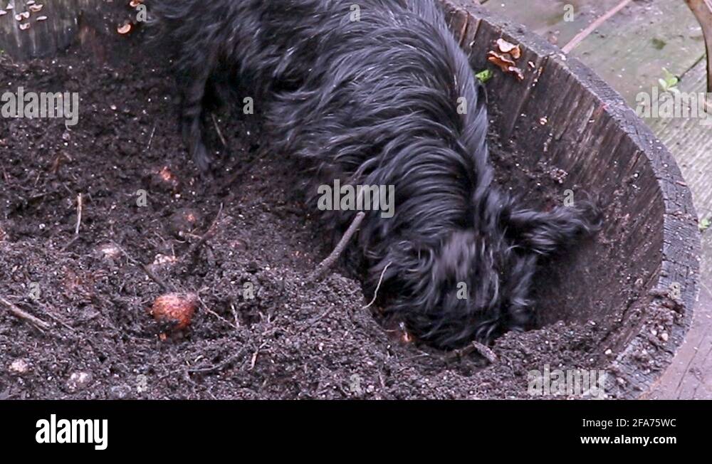 Zoom-out of a cute puppy digging-up flower bulbs in a wine barrel ...